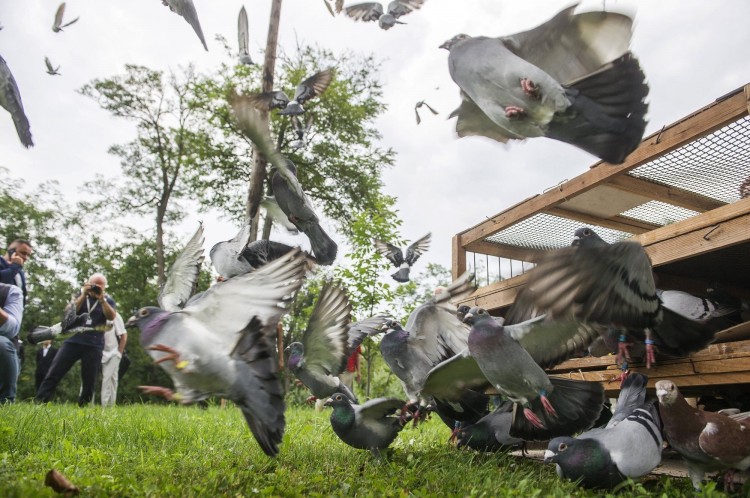 Postagalambok határok nélkül címmel háromnapos tanácskozás Lajosmizsén ...