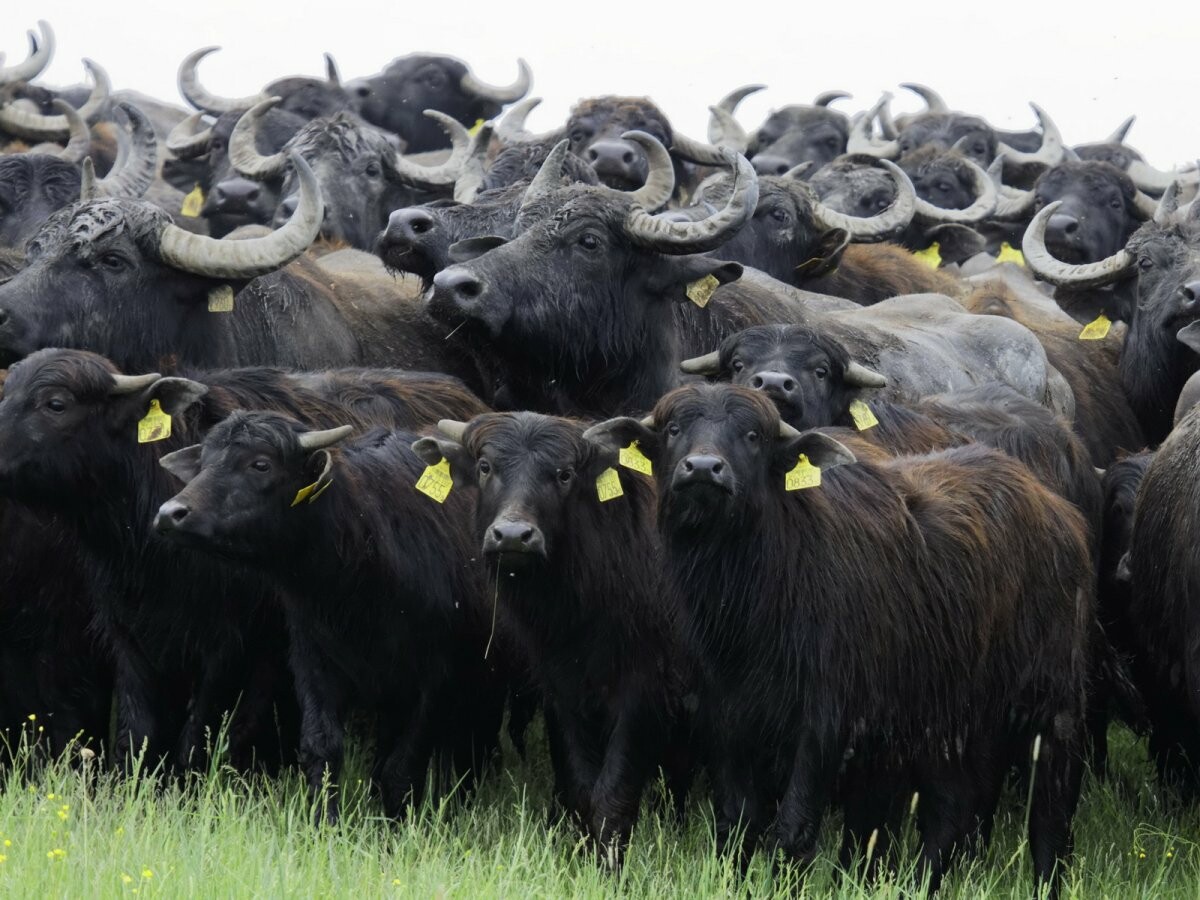 A különös patás – kihirdették a magyar házi bivaly titka c ...